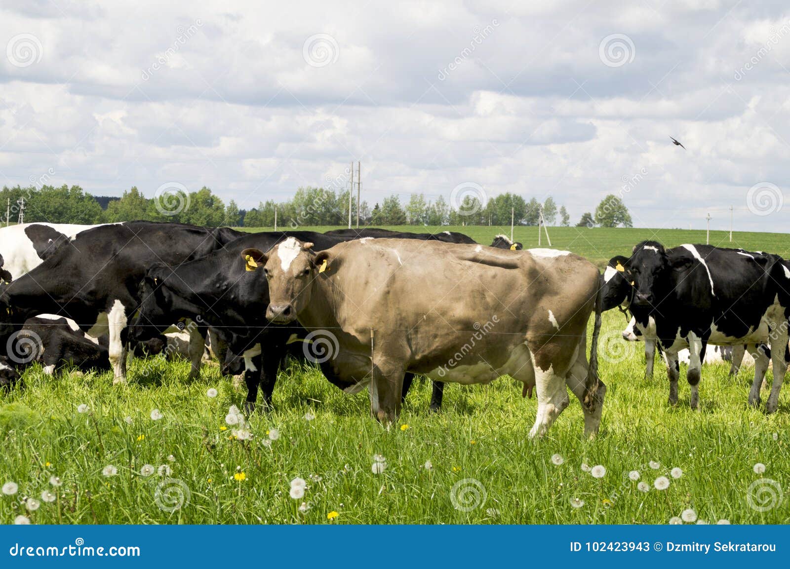 Cows grazing in the meadow stock image. Image of pasture - 102423943