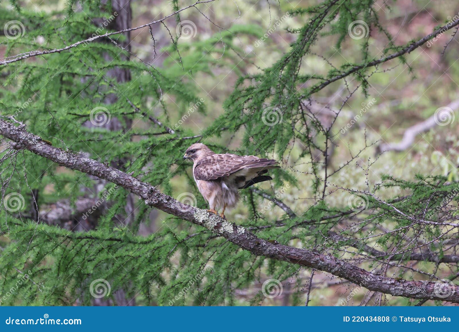Eastern Buzzard on a Branch of Tree Stock Photo - Image of perching ...