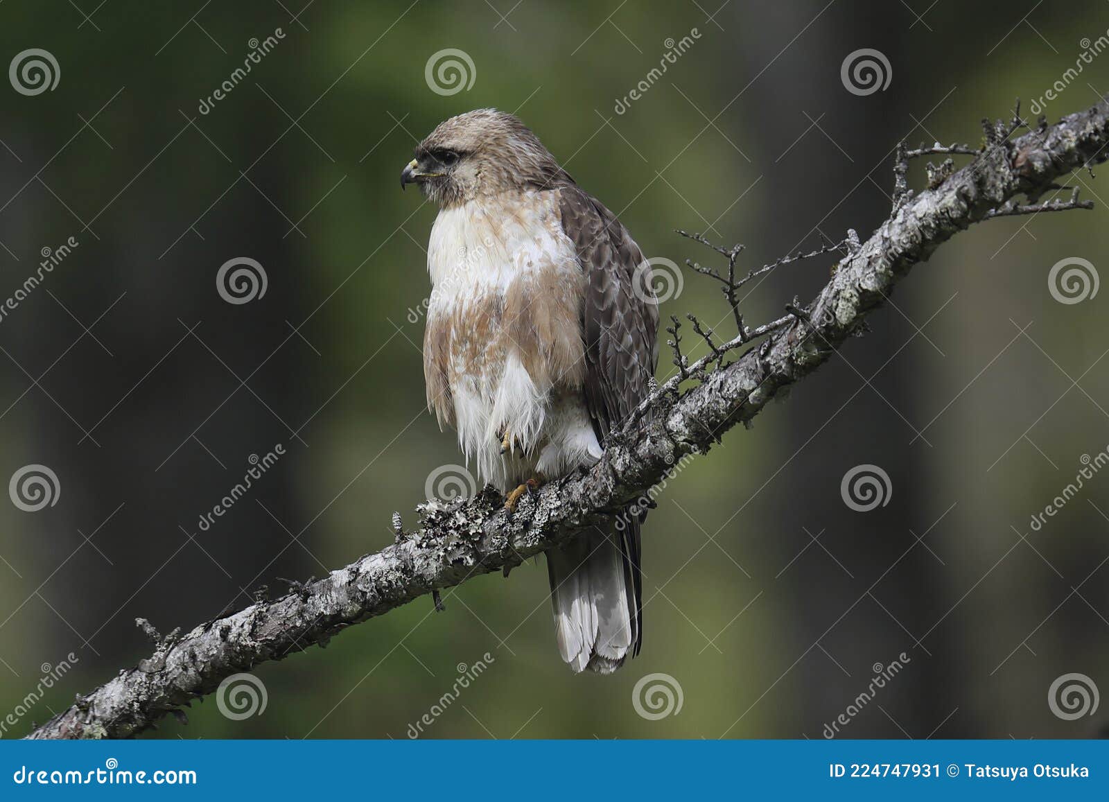 Eastern Buzzard on a Branch of Tree Stock Image - Image of branch ...