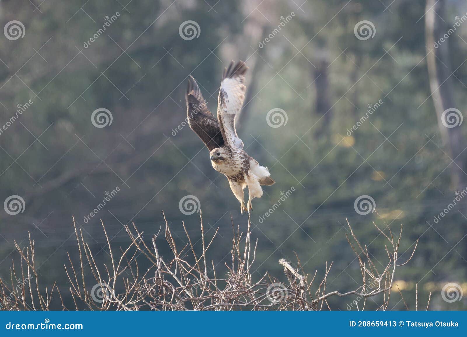 Eastern Buzzard in Flying in the Blue Sky Stock Image - Image of wild ...