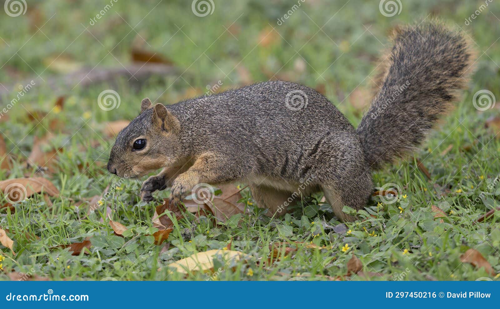 Eastern Fox Squirrel, Binomial Name Sciurus Niger, Foraging for Nuts in ...