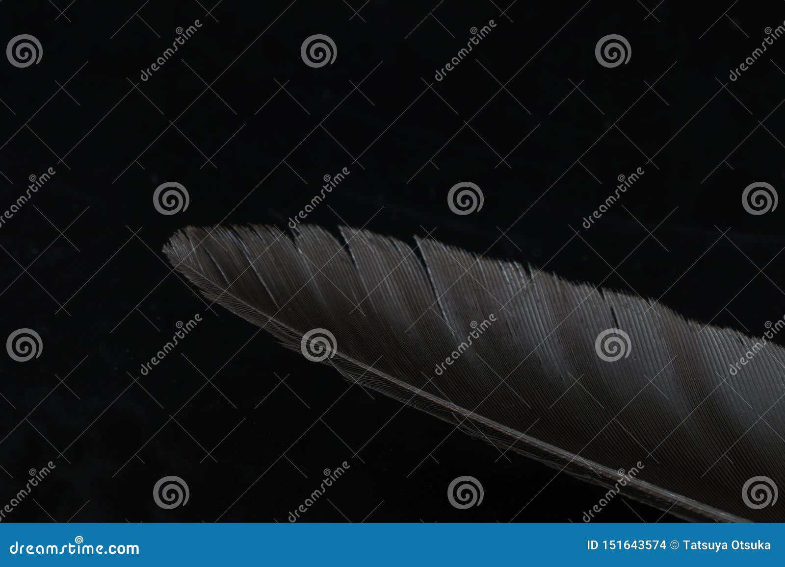 The feather of crow stock photo. Image of black, bird - 151643574