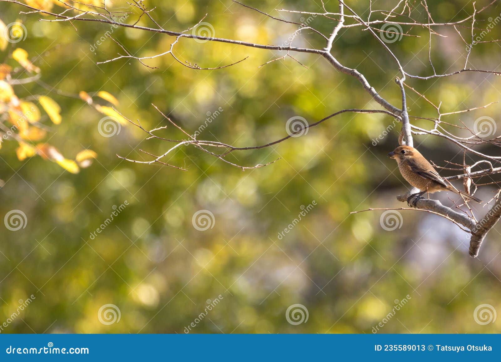 Female Bull Walking With Her Calf Through The Temple Fields In Angkor ...
