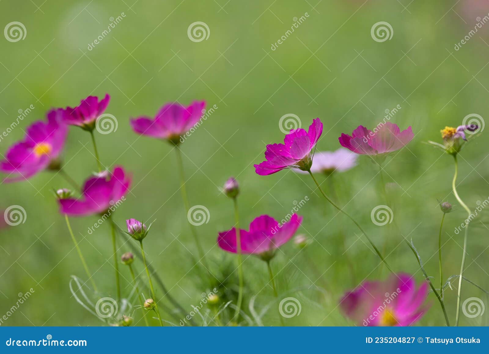 Flower Field of Cosmos in Japan Stock Image - Image of scene, nature ...
