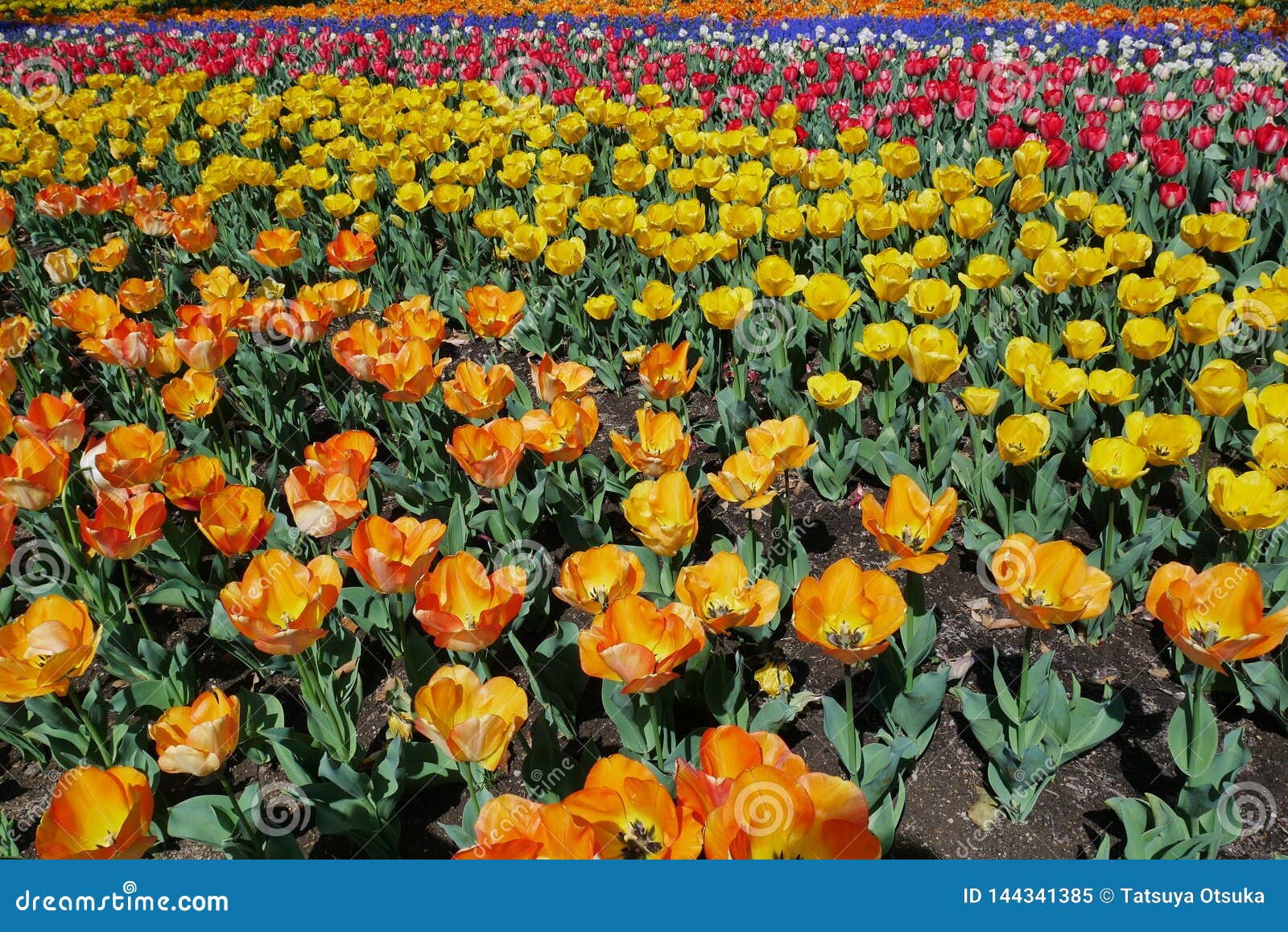 Flower Garden of Tulips in Japan Stock Image - Image of flower, garden ...