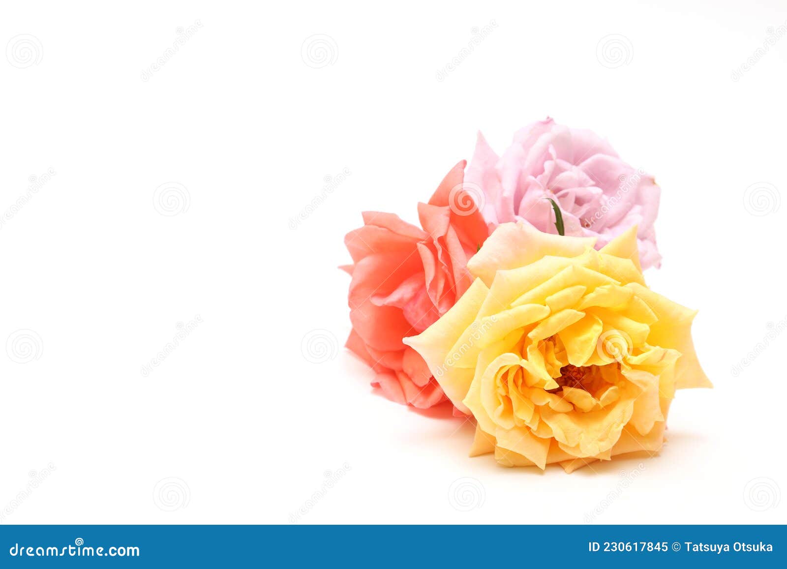 Flower Head of Rose in a White Background Stock Image - Image of ...