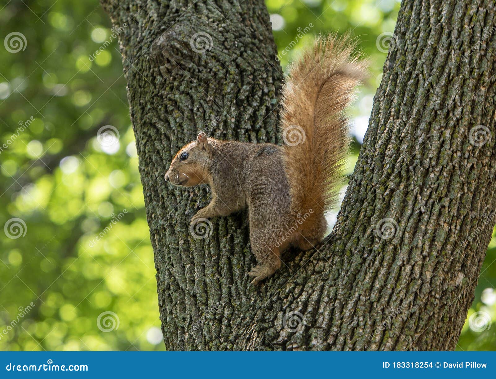 A Fox Squirrel Pausing Warily As it Climbs a Tree in Dallas, Texas ...