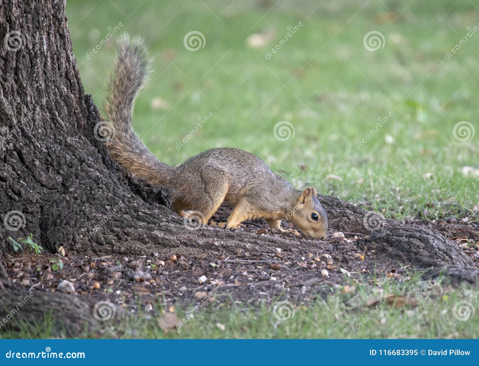 Fox Squirrel on Tree Root, Eating a Nut, Dallas, Texas Stock Image ...