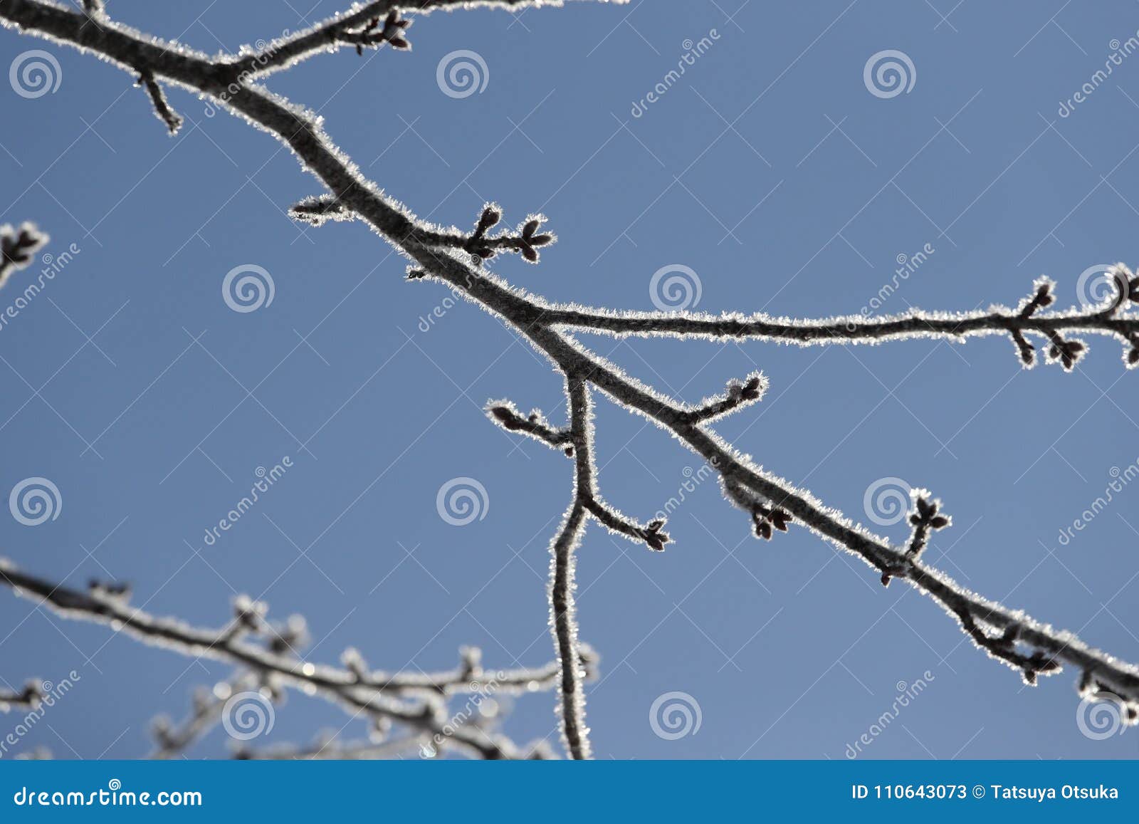 Freezing branch of tree stock image. Image of winter - 110643073