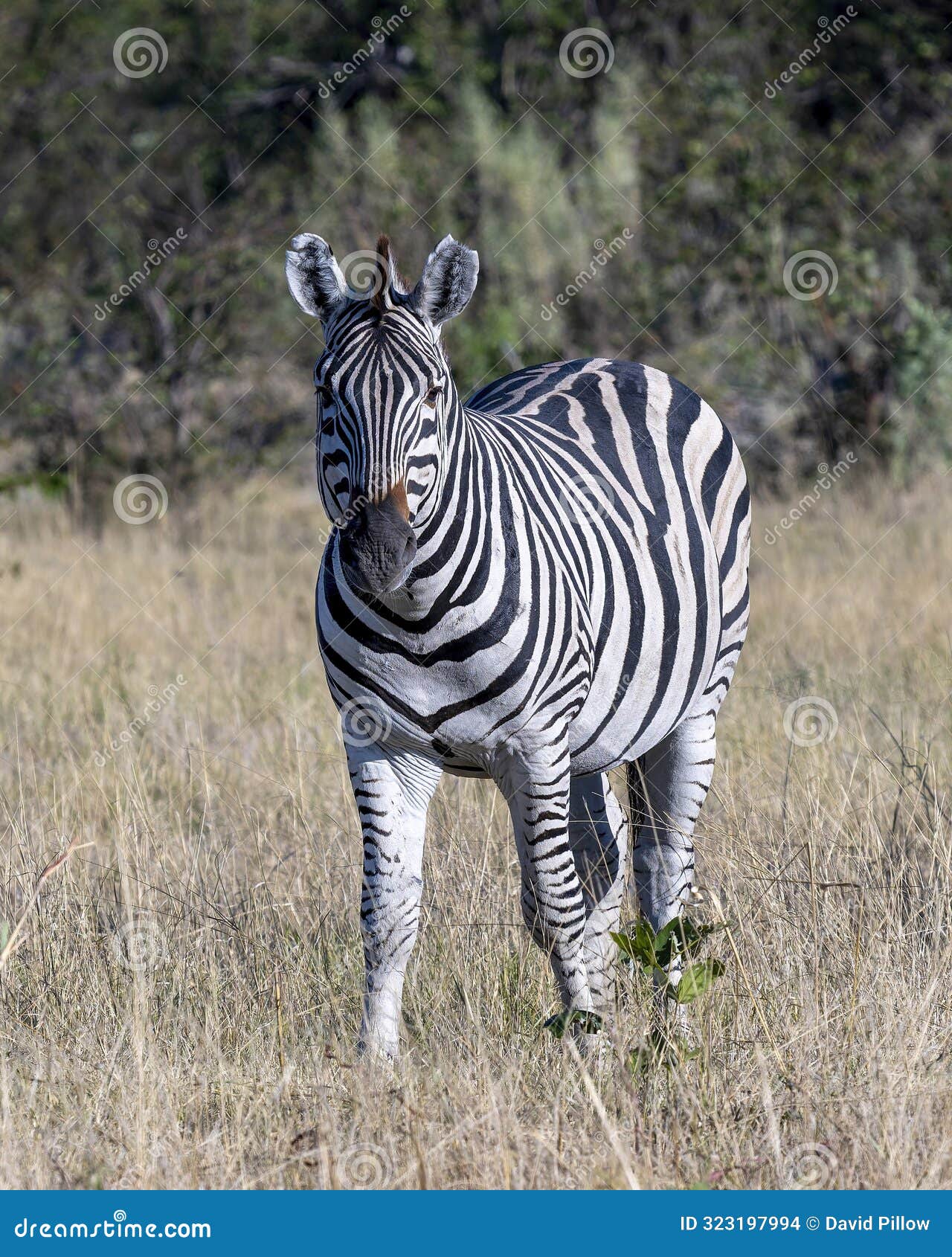 Zebra Standing In The Middle Of Dry African Grassland, Etosha National ...