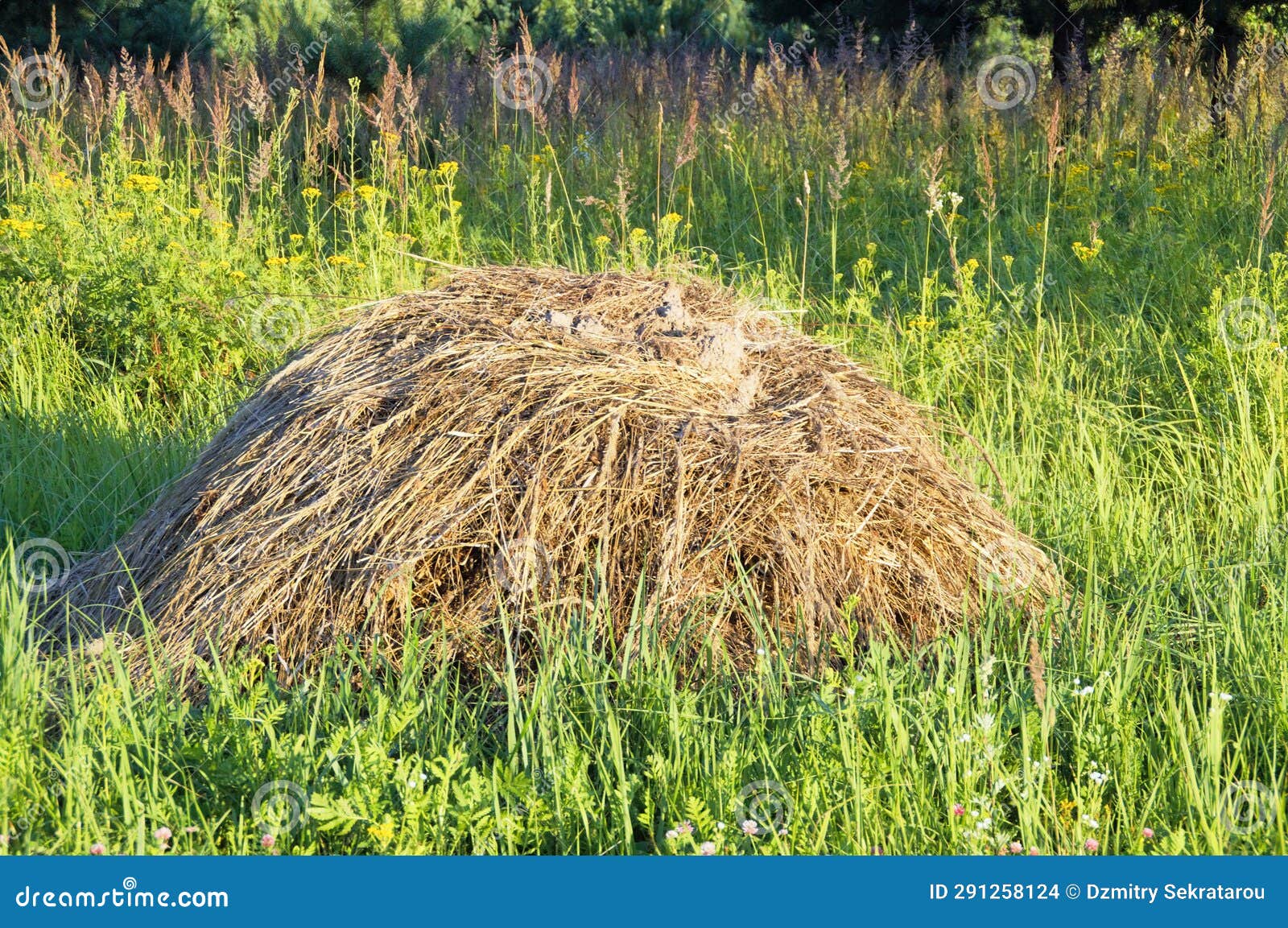 Animal Feed. Pictured a Small Haystack Closeup Stock Photo - Image of ...