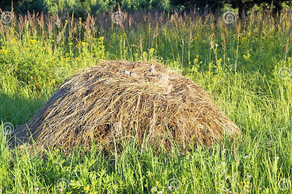 Animal Feed. Pictured a Small Haystack Closeup Stock Photo - Image of ...