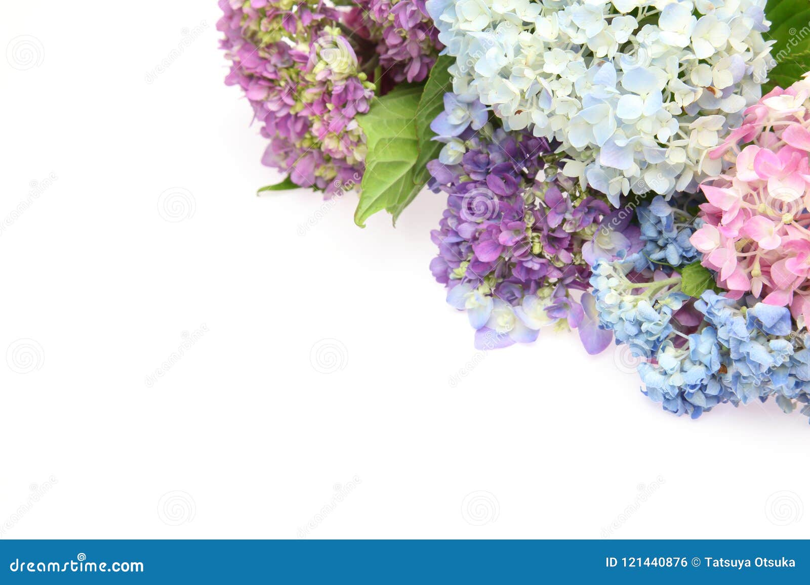 Hydrangea in a White Background Stock Photo - Image of blue, white ...