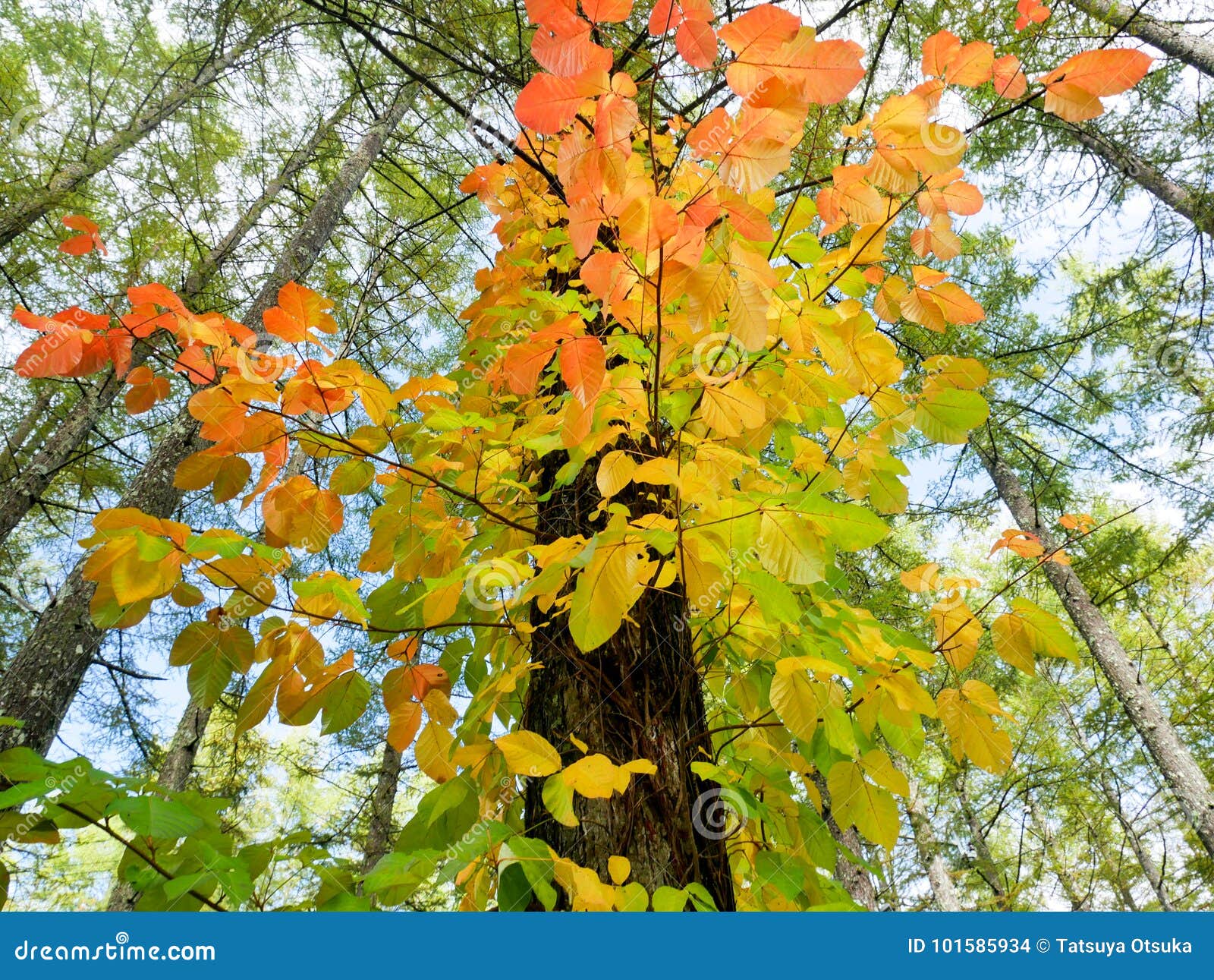 Larch forest in fall stock photo. Image of season, yellow - 101585934