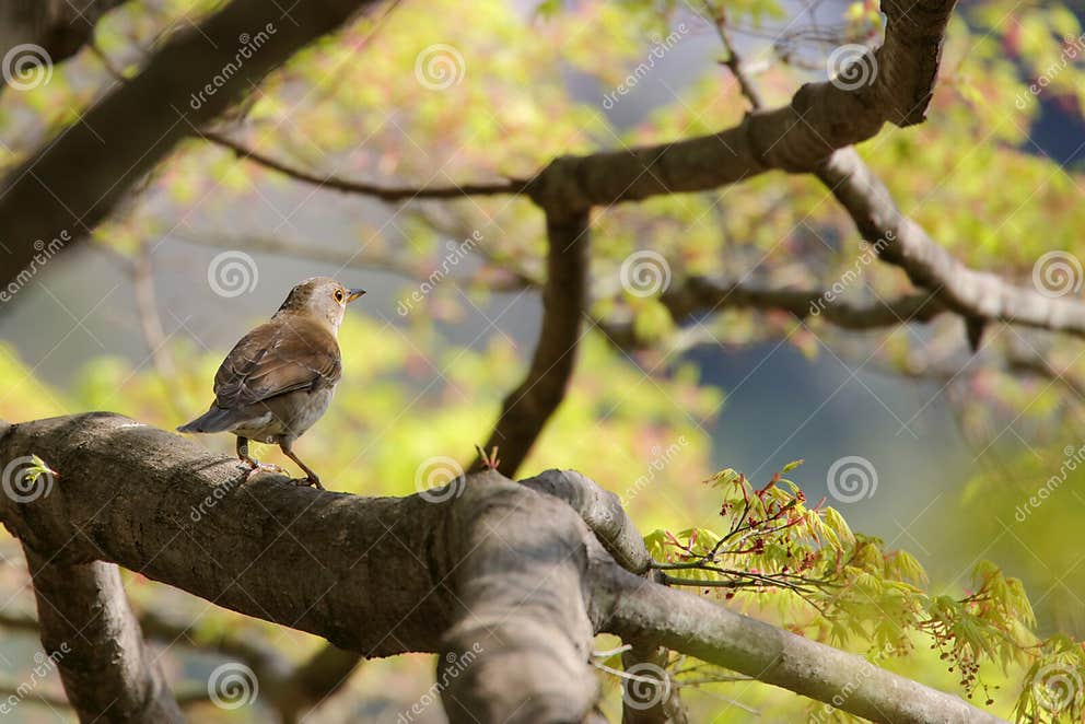 A Pale Thrush on a Branch of Tree Stock Image - Image of branch, maple ...