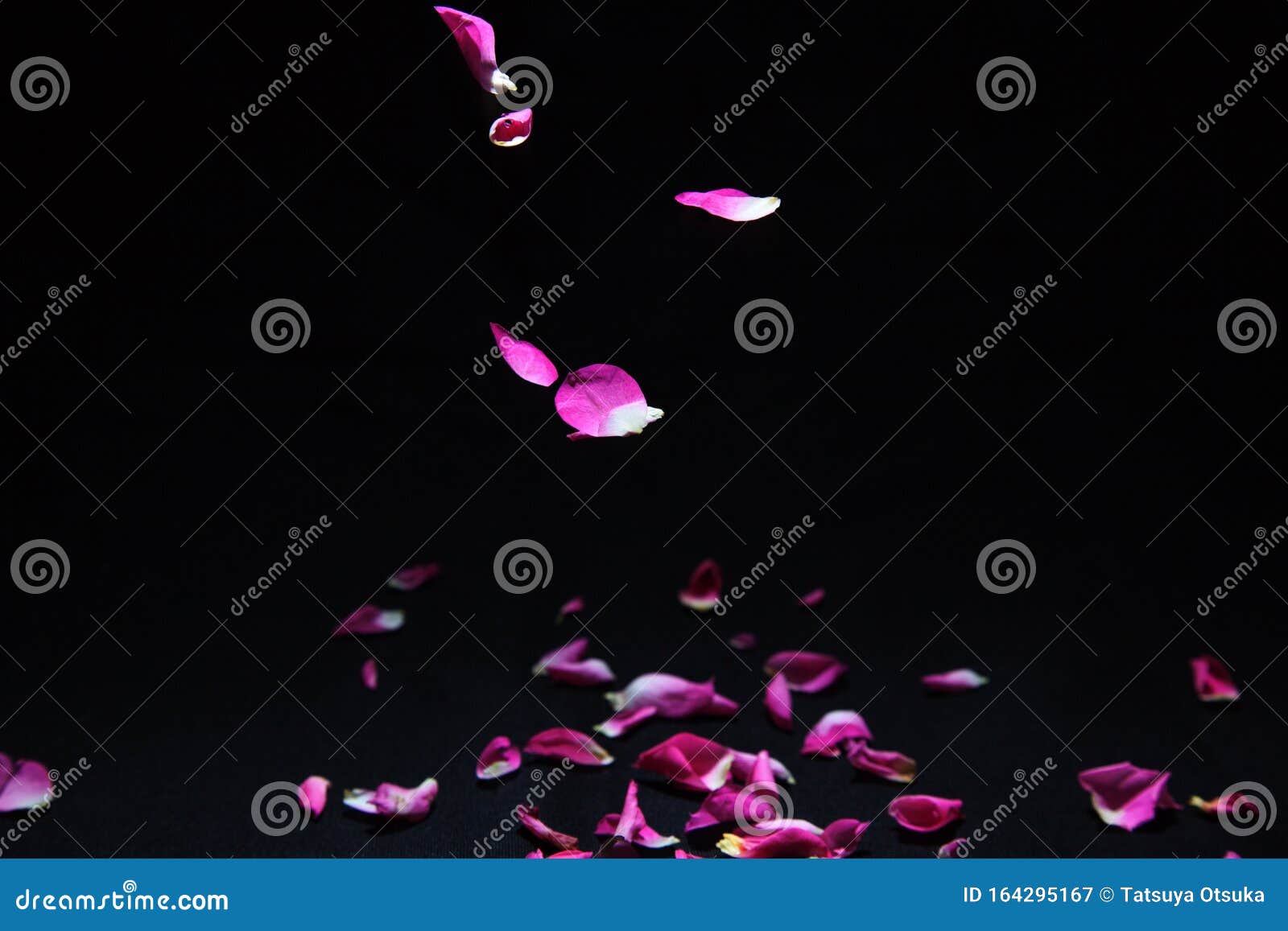 Petal of rose in falling stock image. Image of petal - 164295167