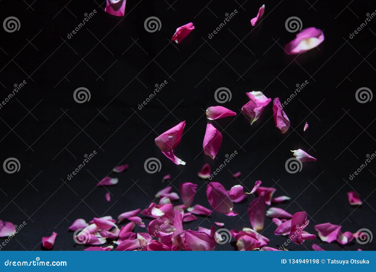 Petal of rose in falling stock photo. Image of celebration - 134949198