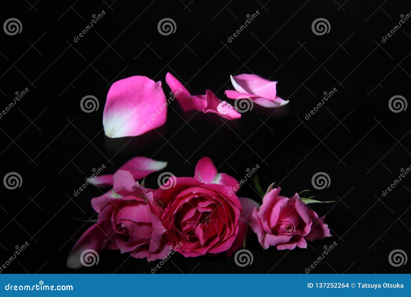 Petal of rose in falling stock photo. Image of flower - 137252264