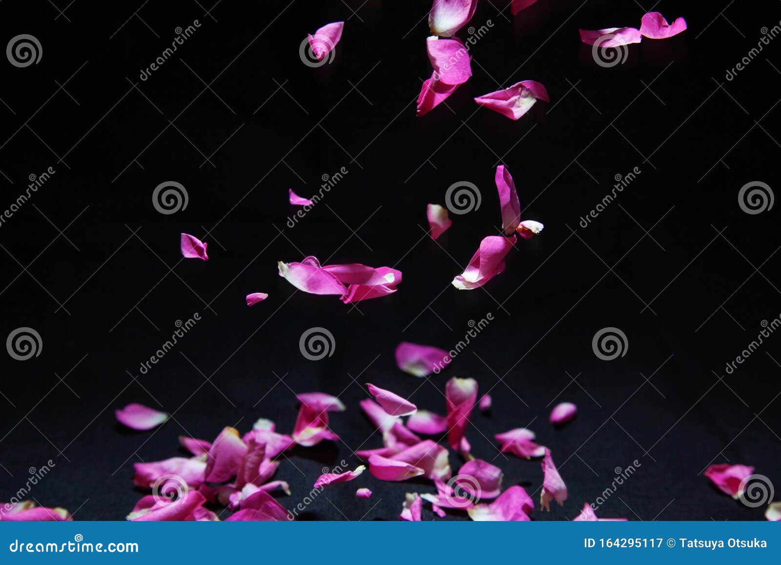 Petal of rose in falling stock image. Image of nature - 164295117