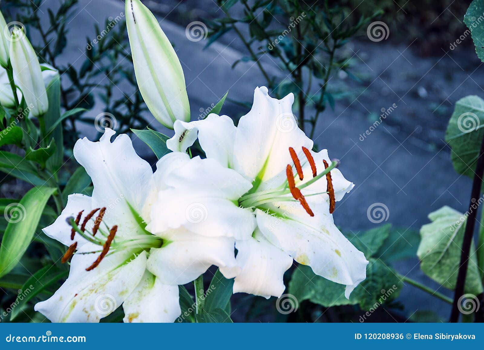 White lily beautiful stock photo. Image of beauty, floral - 120208936