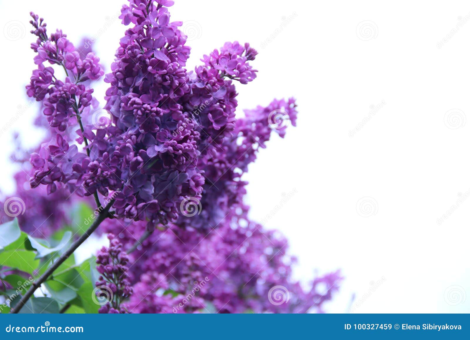 Lilac branches. stock image. Image of alot, lilac, leaves - 100327459