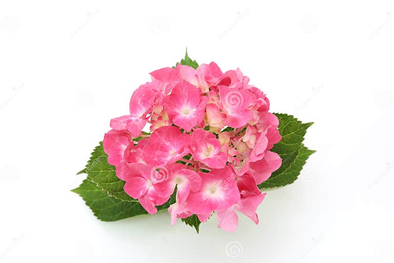 Pink Hydrangea in a White Background Stock Image - Image of hydrangea ...