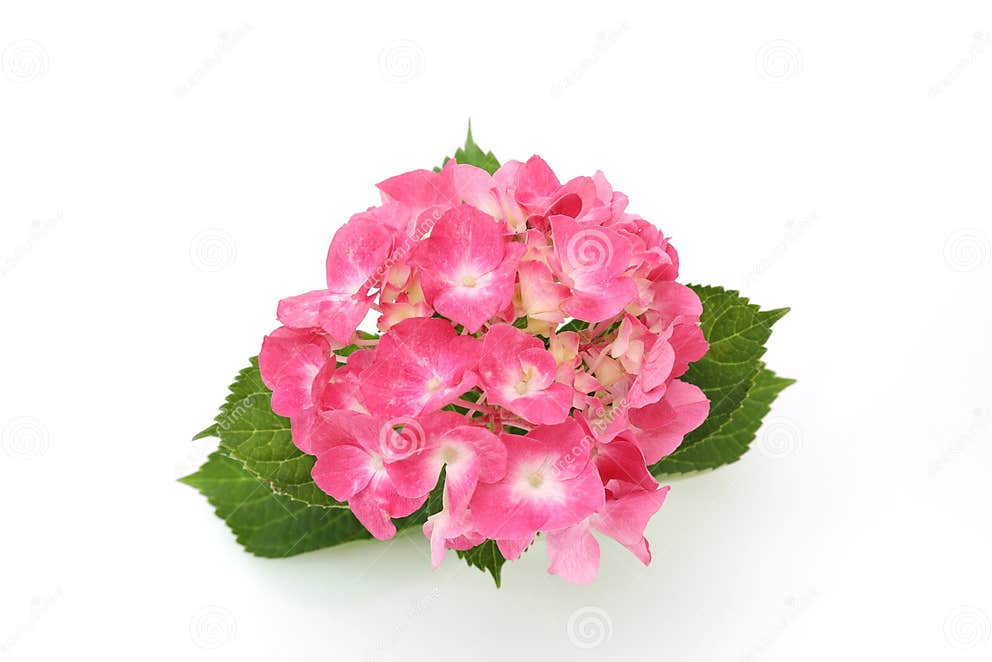Pink Hydrangea in a White Background Stock Image - Image of hydrangea ...