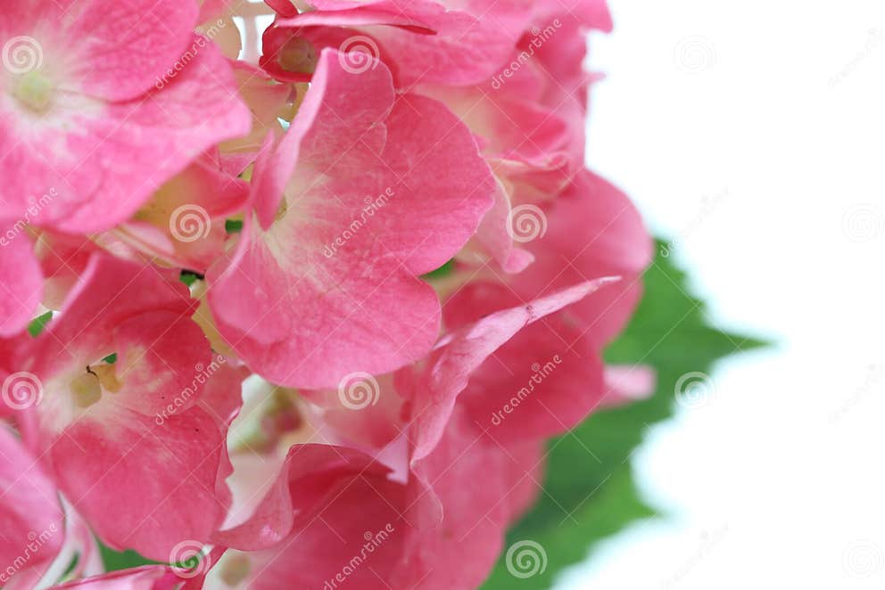 Pink Hydrangea in a White Background Stock Photo - Image of june ...