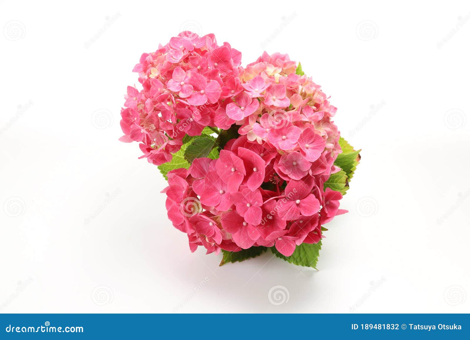 Pink Hydrangea in a White Background Stock Photo - Image of seasonal ...