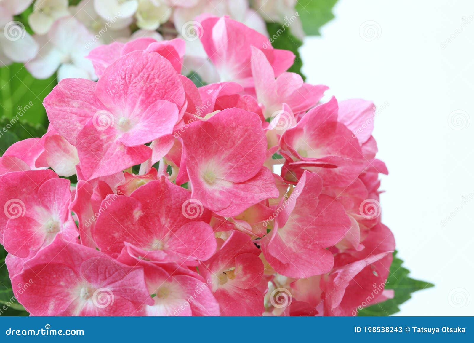 Pink Hydrangea in a White Background Stock Image - Image of green, leaf ...