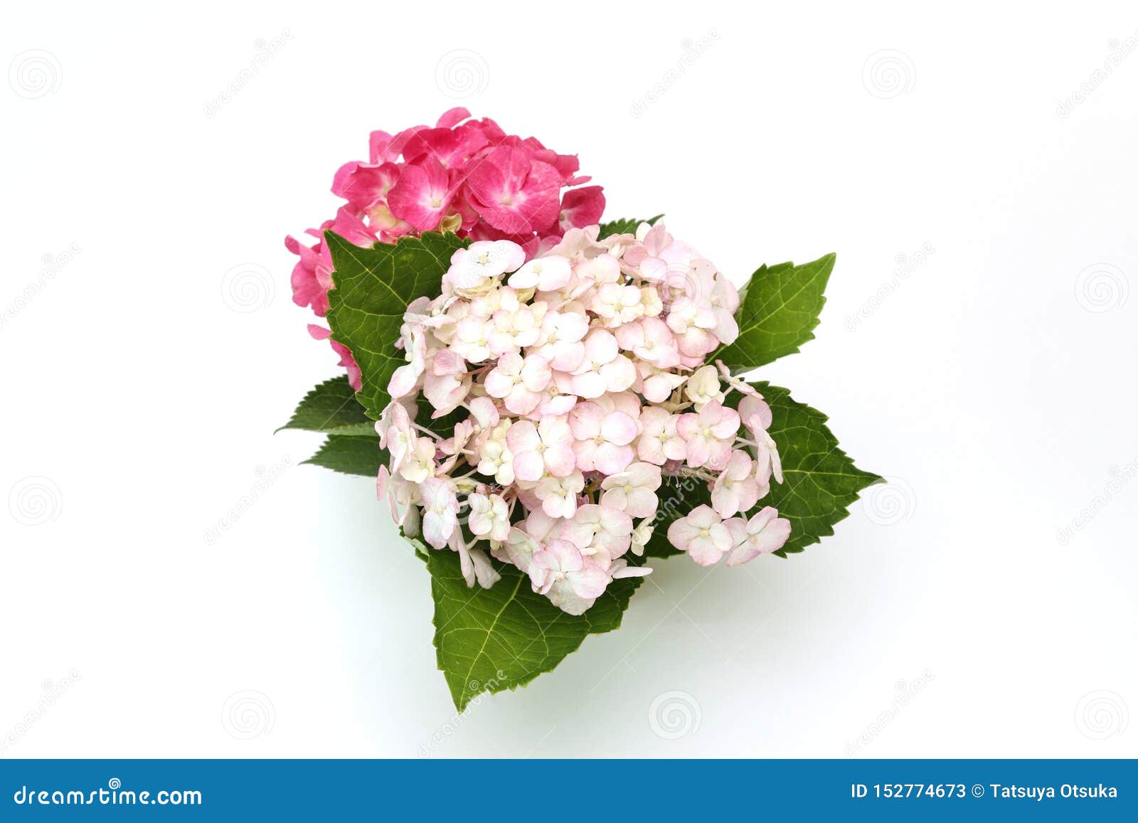 Pink Hydrangea in a White Background Stock Image - Image of green, pink ...