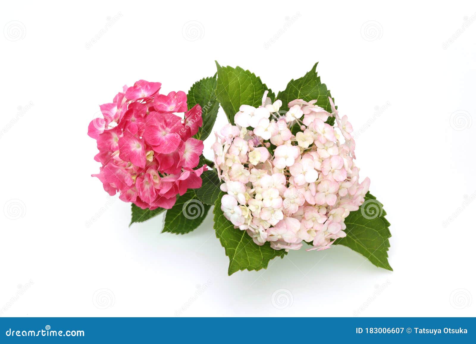 Pink Hydrangea in a White Background Stock Image - Image of pink, rainy ...