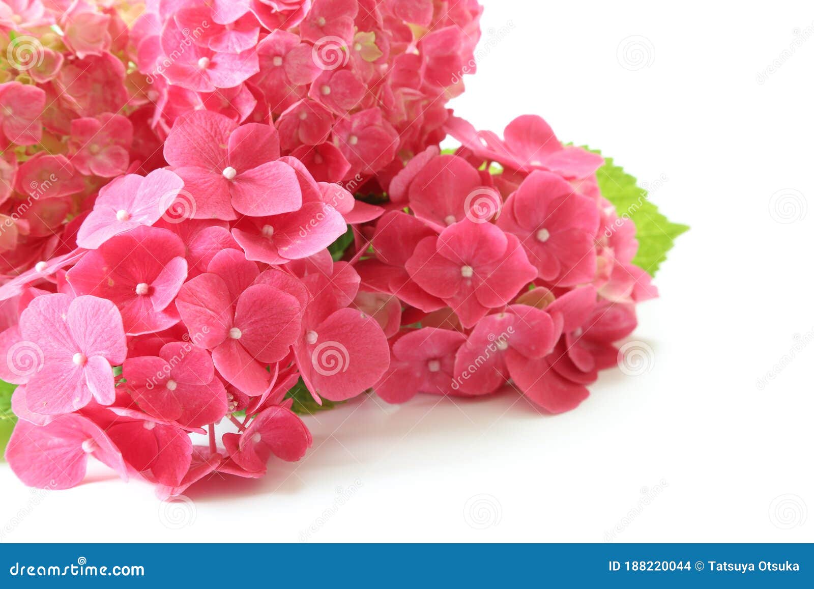 Pink Hydrangea in a White Background Stock Photo - Image of green, rain ...