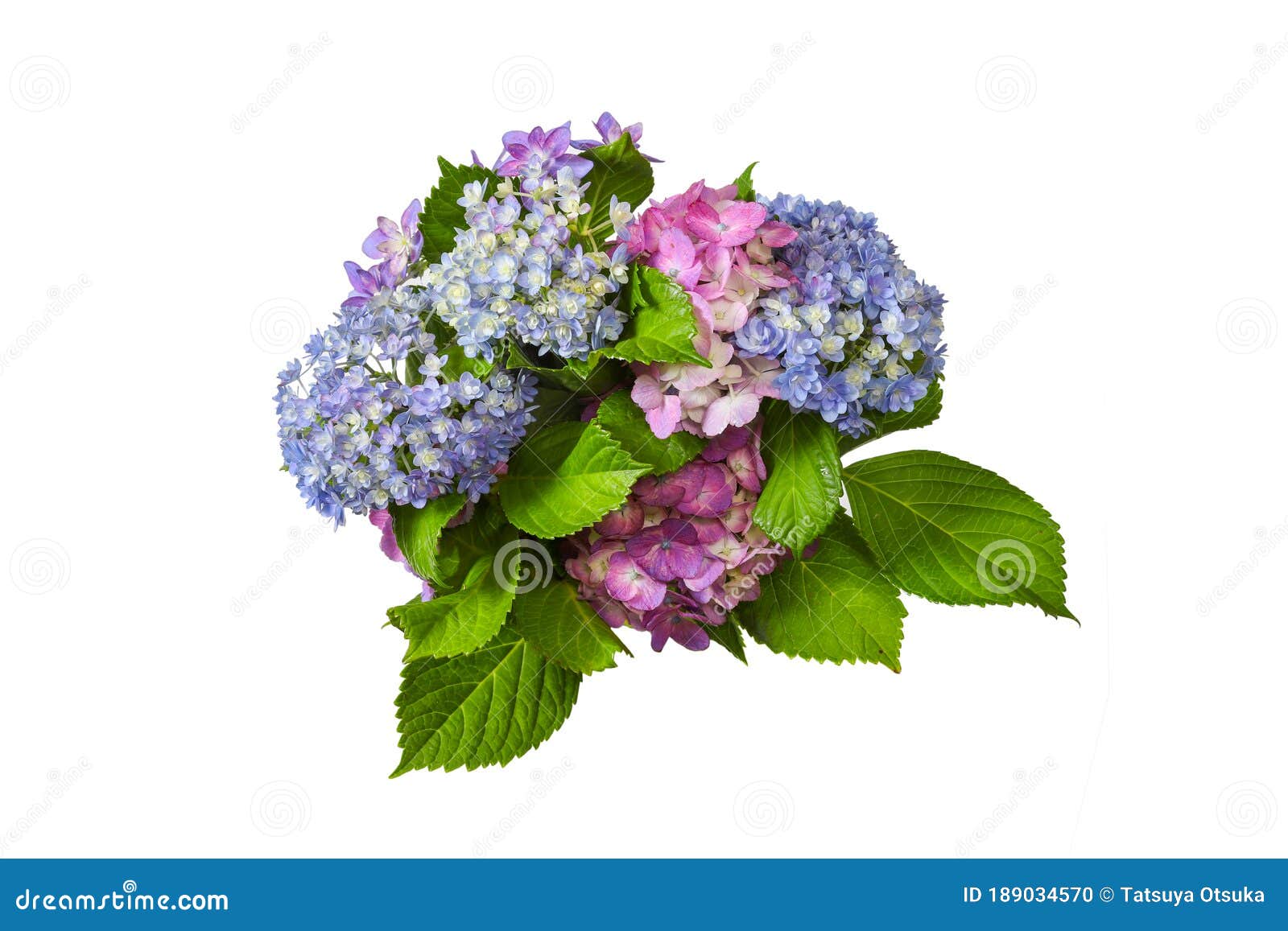 Pink Hydrangea in a White Background Stock Photo - Image of blue ...