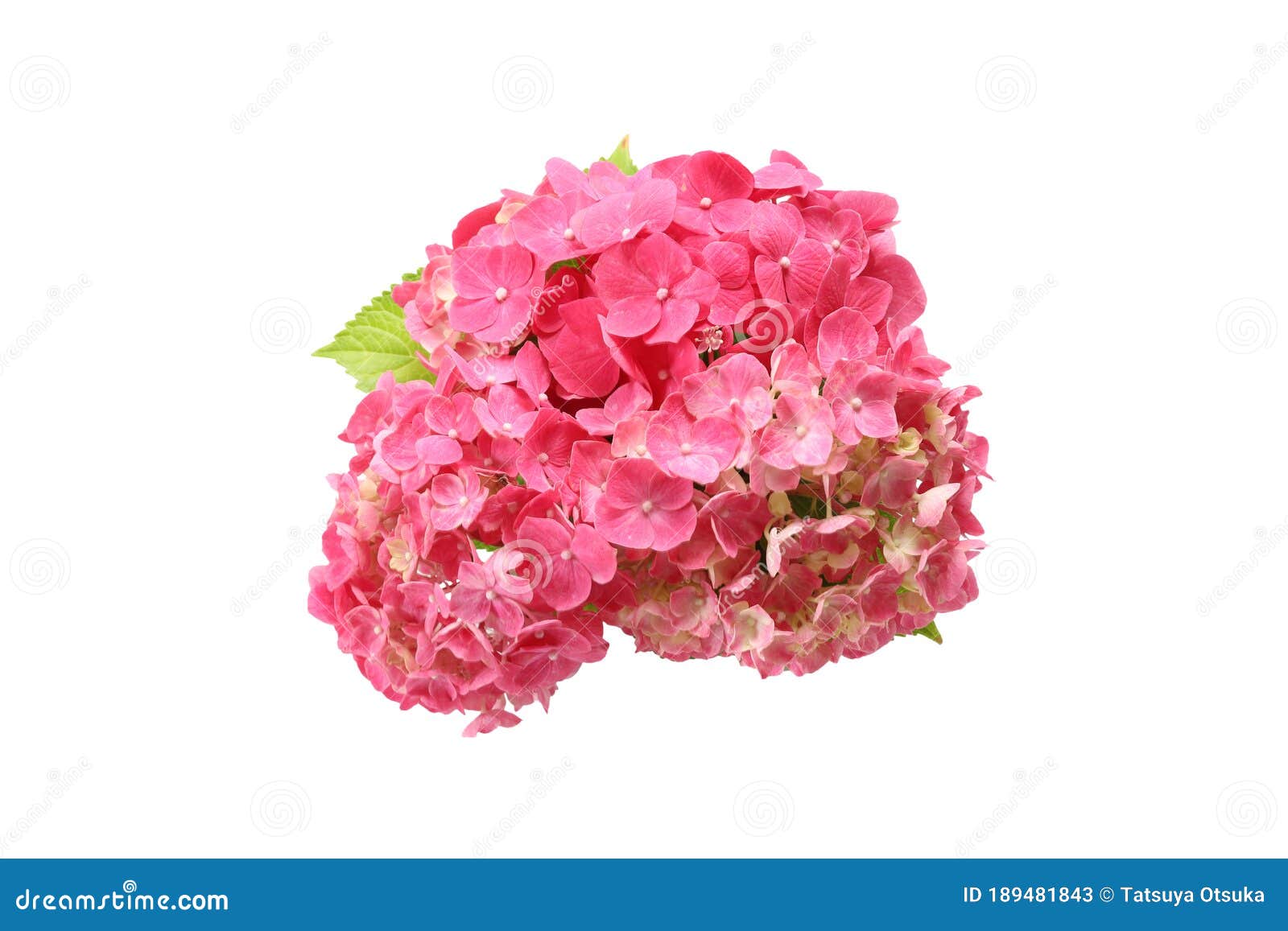 Pink Hydrangea in a White Background Stock Image - Image of high, leaf ...
