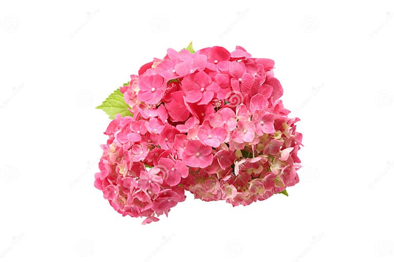 Pink Hydrangea in a White Background Stock Image - Image of high, leaf ...
