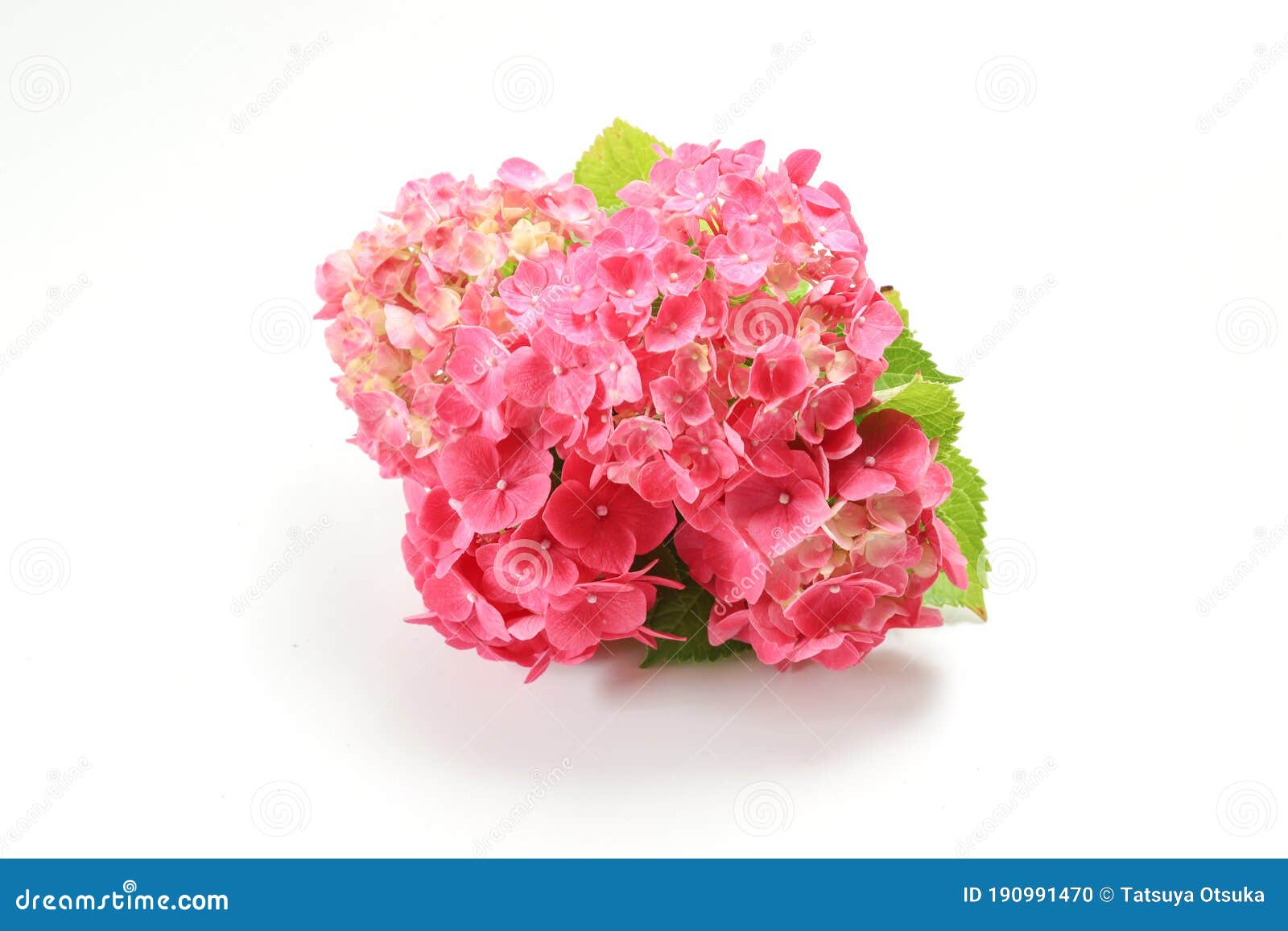 Pink Hydrangea in a White Background Stock Photo - Image of pink ...