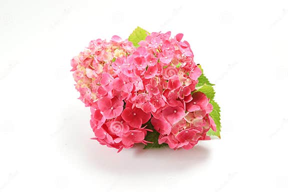 Pink Hydrangea in a White Background Stock Photo - Image of pink ...