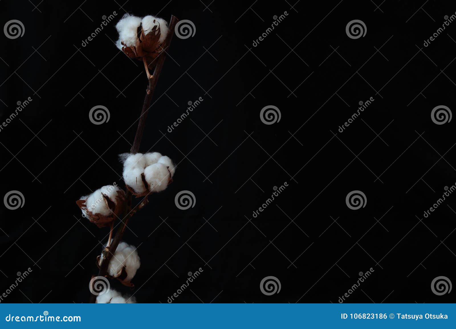 Raw Cotton in a Black Background Stock Photo - Image of black, cotton ...