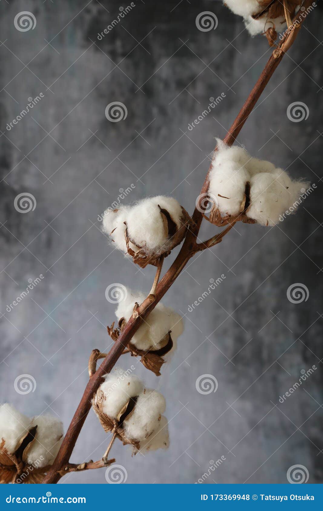 Raw Cotton in the Concrete Wall Pattern Background Stock Photo - Image ...