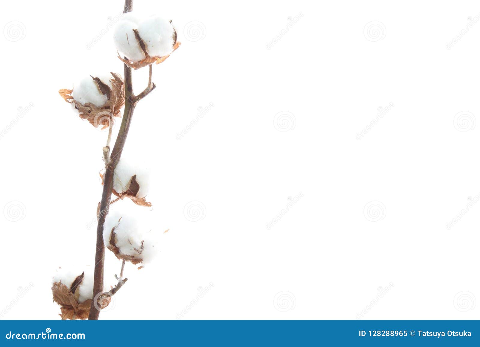 Raw Cotton in a White Background Stock Image - Image of background ...