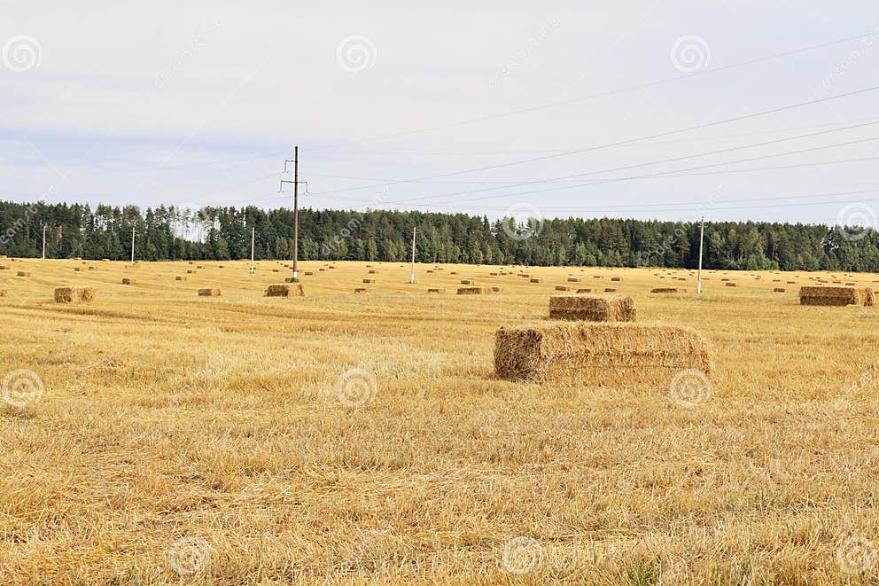 Rectangular Bale of Straw in the Field Stock Image - Image of ...