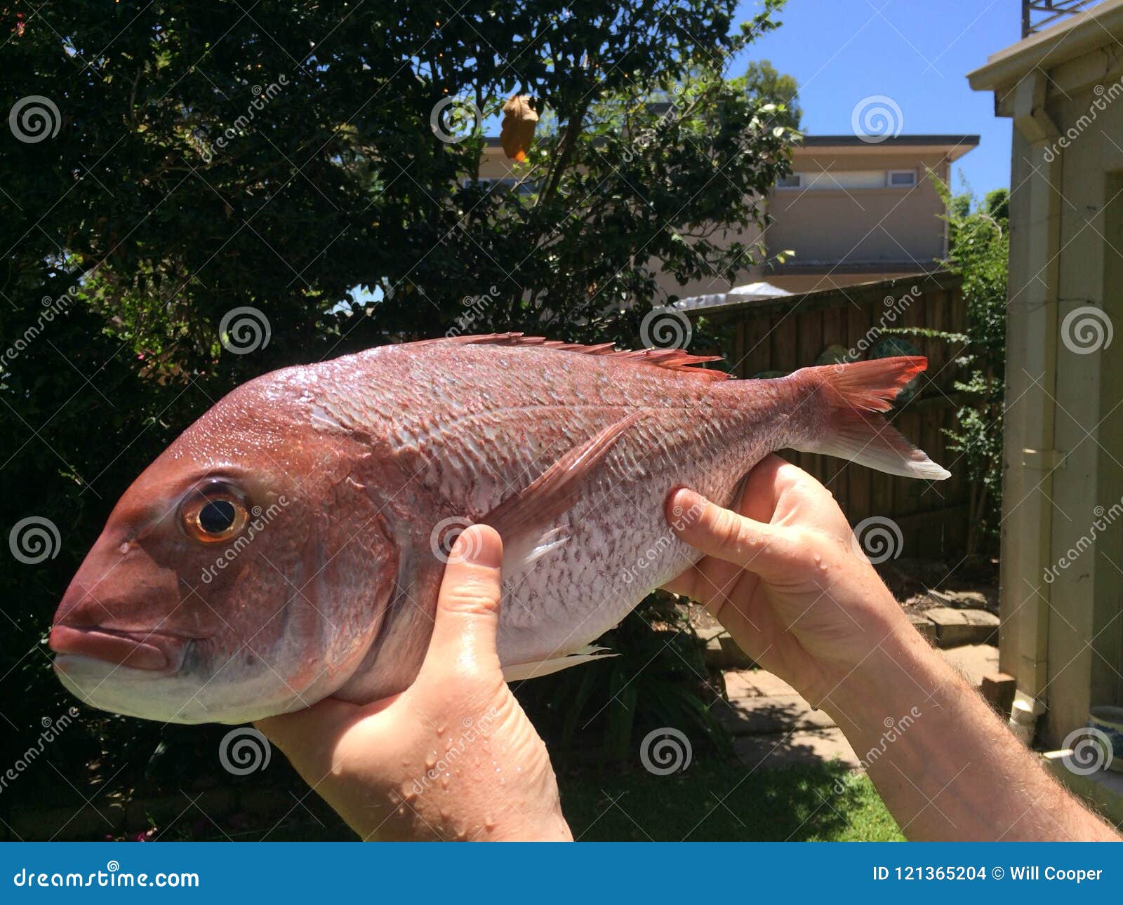 Red snapper fish stock photo. Image of sydney, fish - 121365204