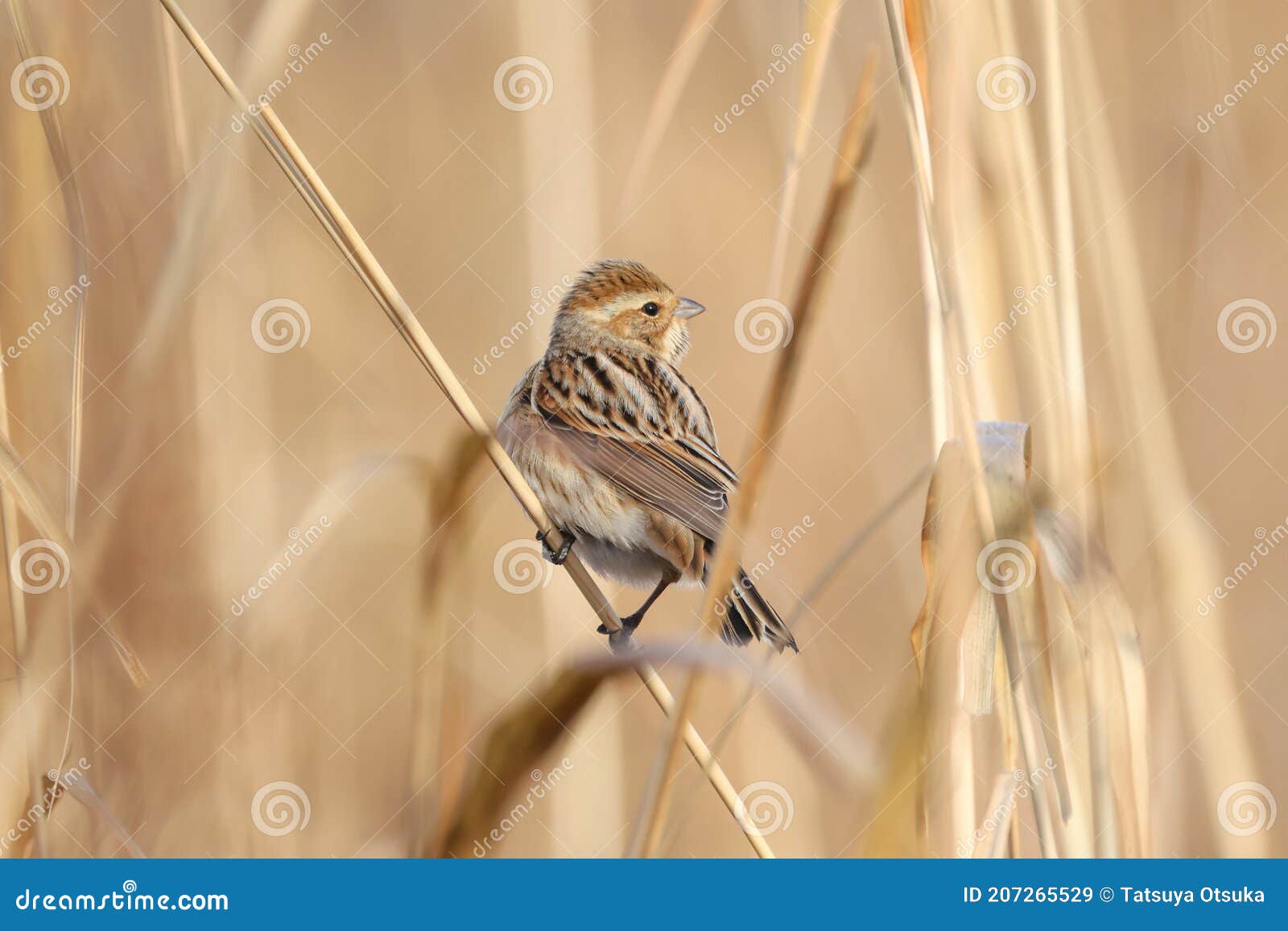 A Reed Bunting in the Reed Stem Stock Image - Image of nature, reed ...