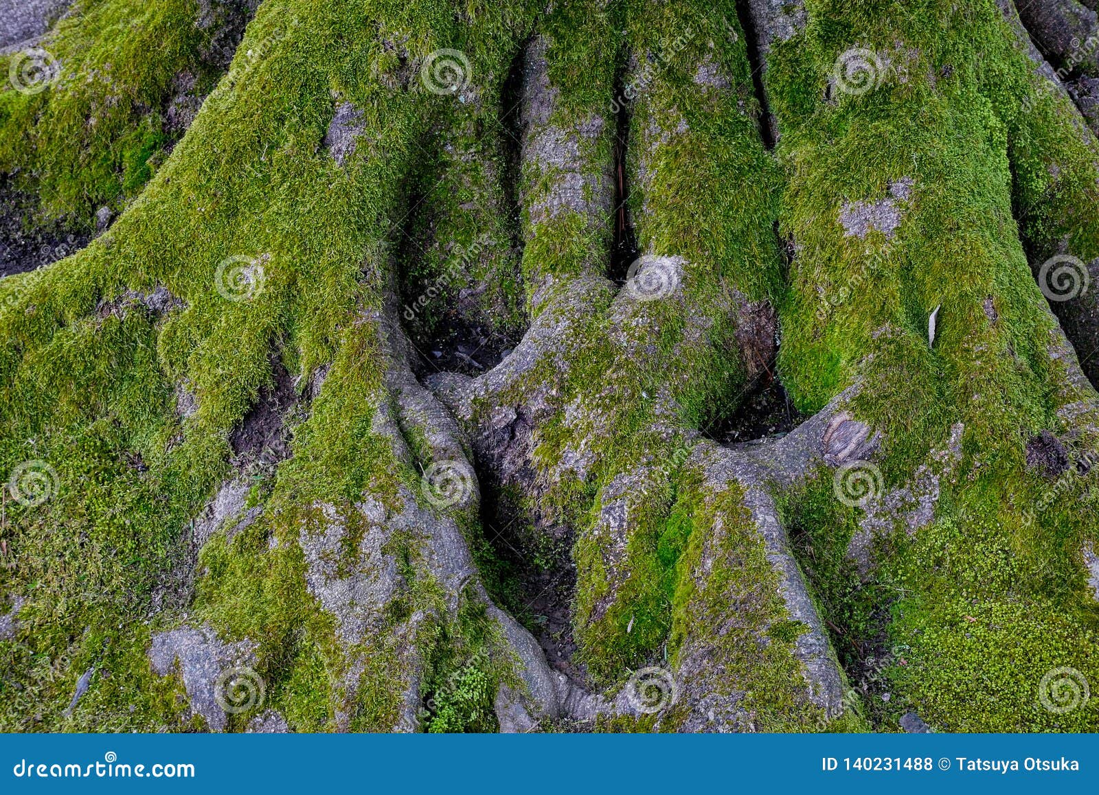 The Root of the Old Tree and the Moss Stock Photo - Image of force ...