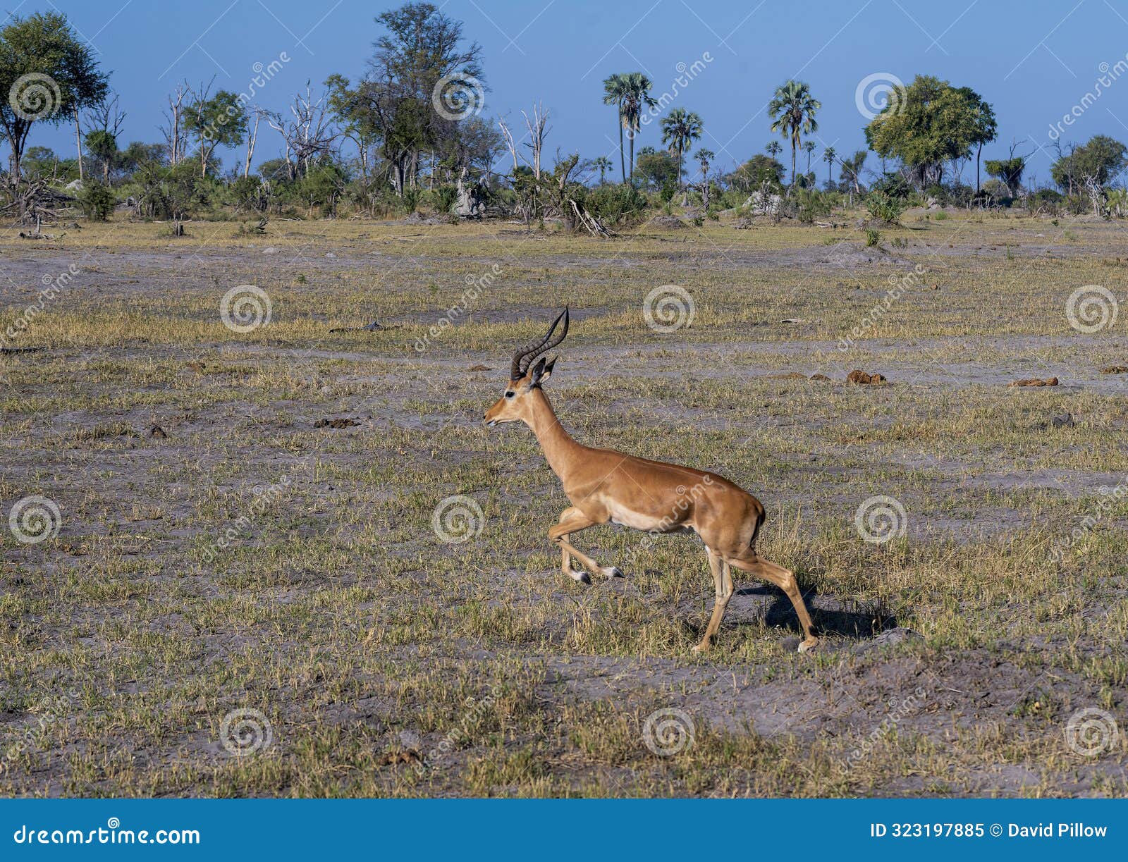 Male Impala Running in an Open Field with the Savannah in the ...