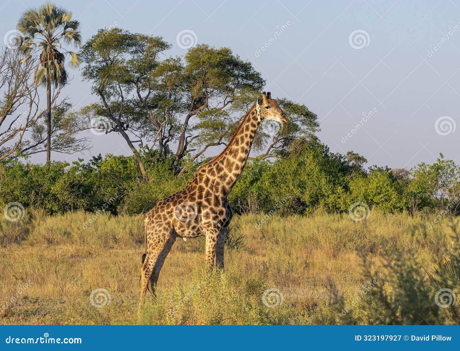 Sideview of a South African Giraffe Standing in an Open Field in the ...