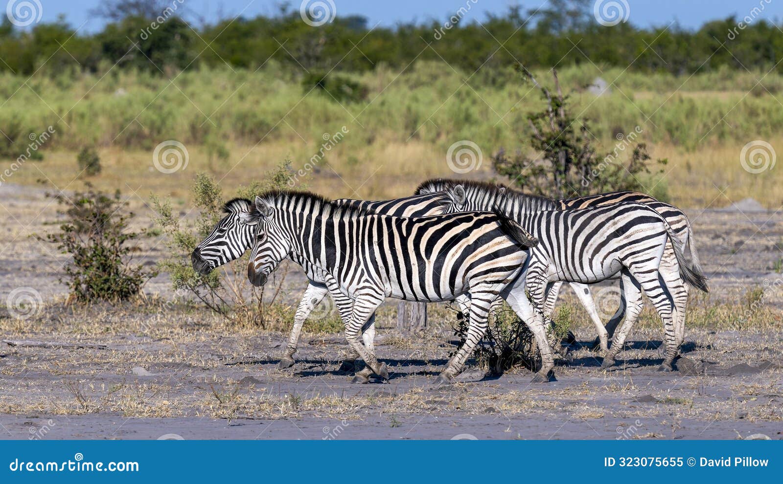 Sideview of Three Plains Zebra Walking in a Savannah in the Okavango ...