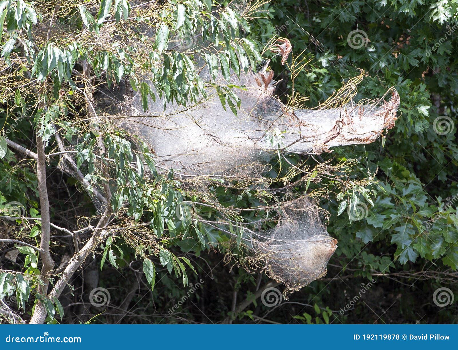 Silken Nests of the Fall Webworm on a Tree at the Edge of Grand Lake in ...