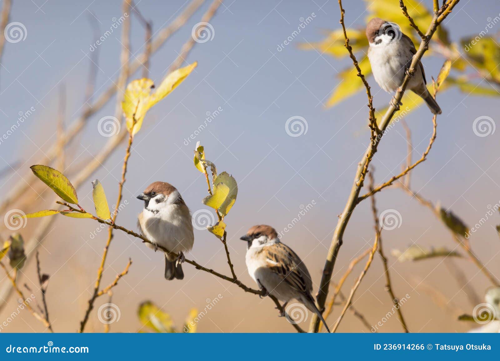 Sparrows on a Branch of the Tree Stock Photo - Image of tree, perching ...